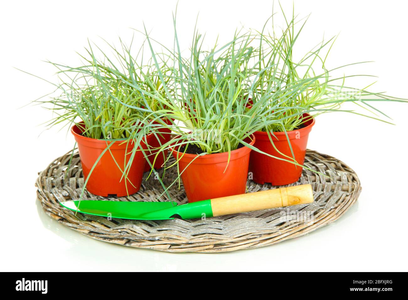 pots with seedling isolated on white Stock Photo - Alamy