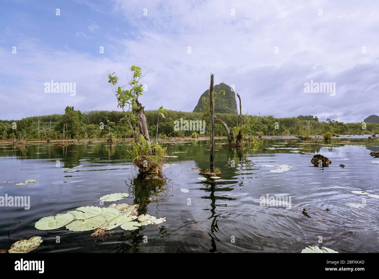 View of the bush in wetlands and reflection in the water Stock Photo ...