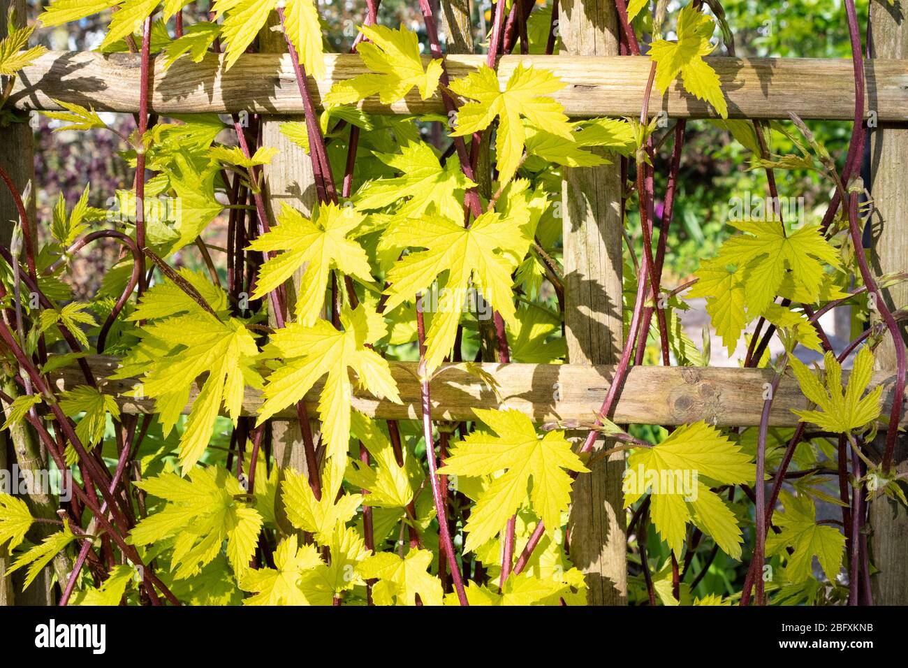 Humulus lupulus aureus spring hi-res stock photography and images - Alamy
