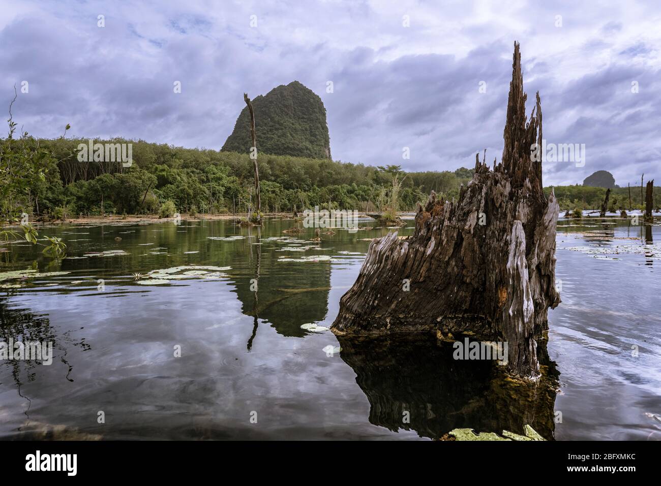 View of the bush in wetlands and reflection in the water Stock Photo ...