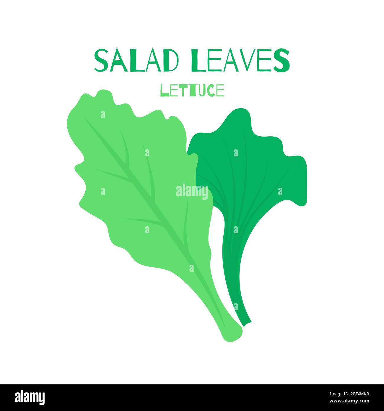 Lettuce Leaf Illustration