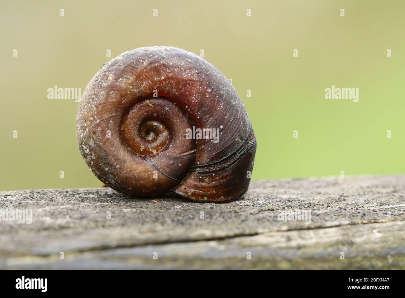 Ramshorn snail hi-res stock photography and images - Alamy