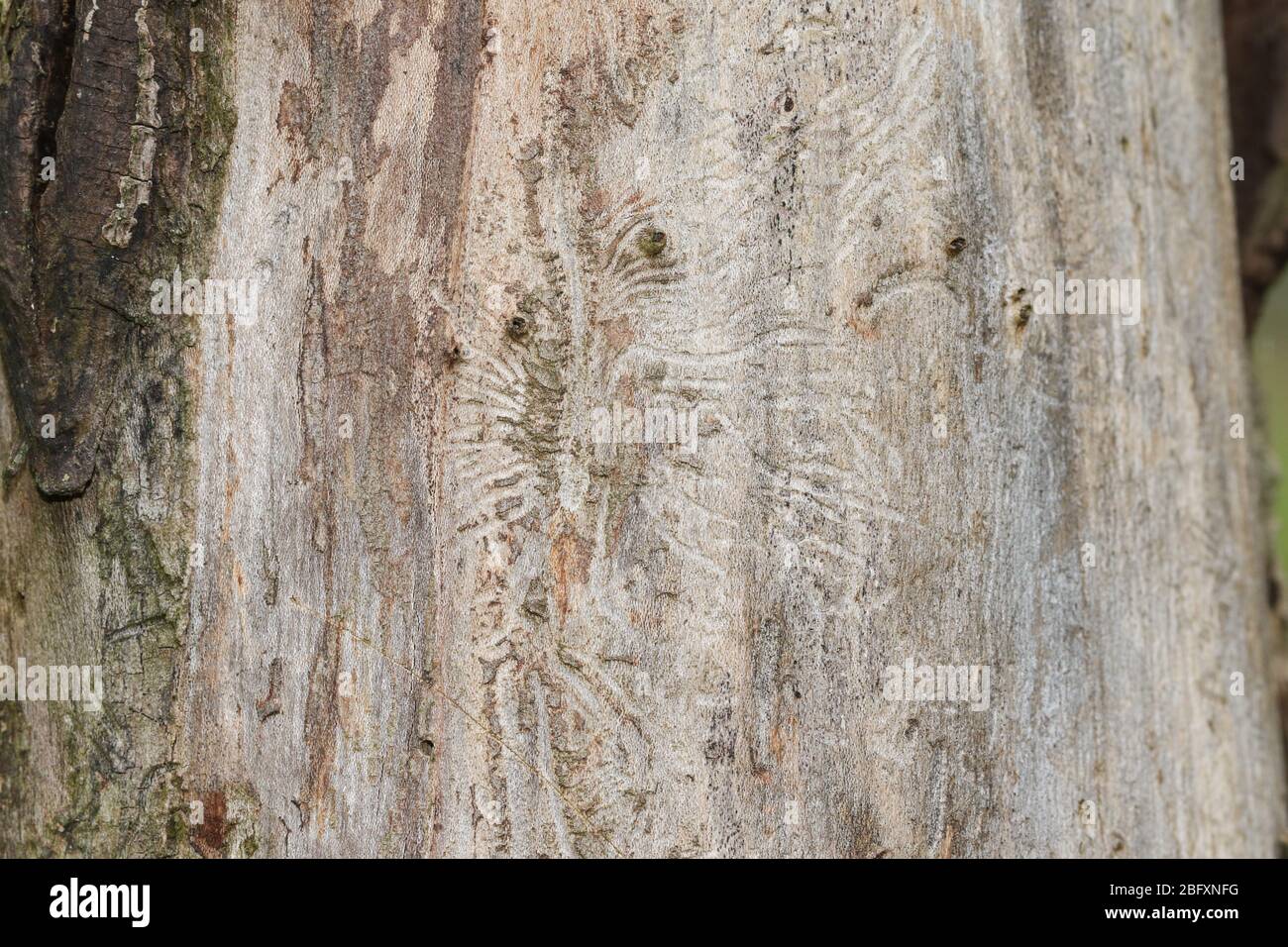 Dutch elm disease uk hi-res stock photography and images - Alamy