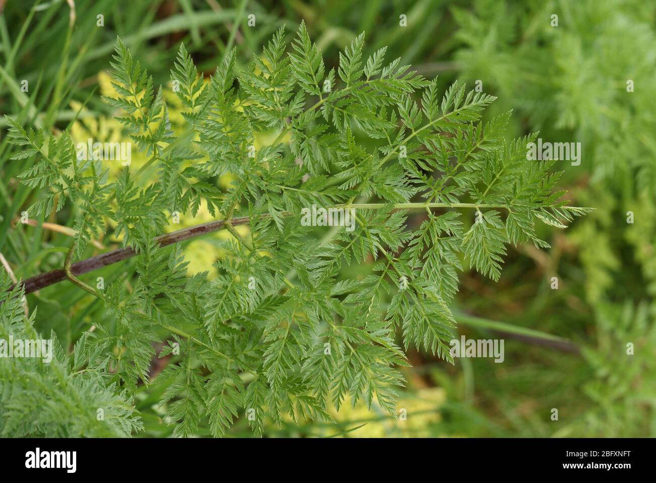 A Hemlock, Conium maculatum, plant growing in the countryside in the UK ...