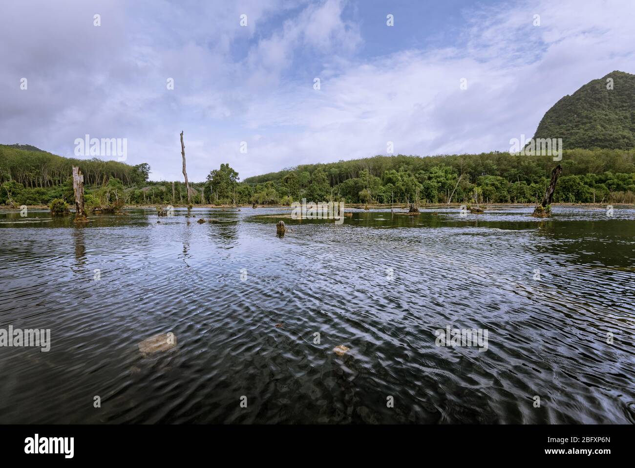 View of the bush in wetlands and reflection in the water Stock Photo ...