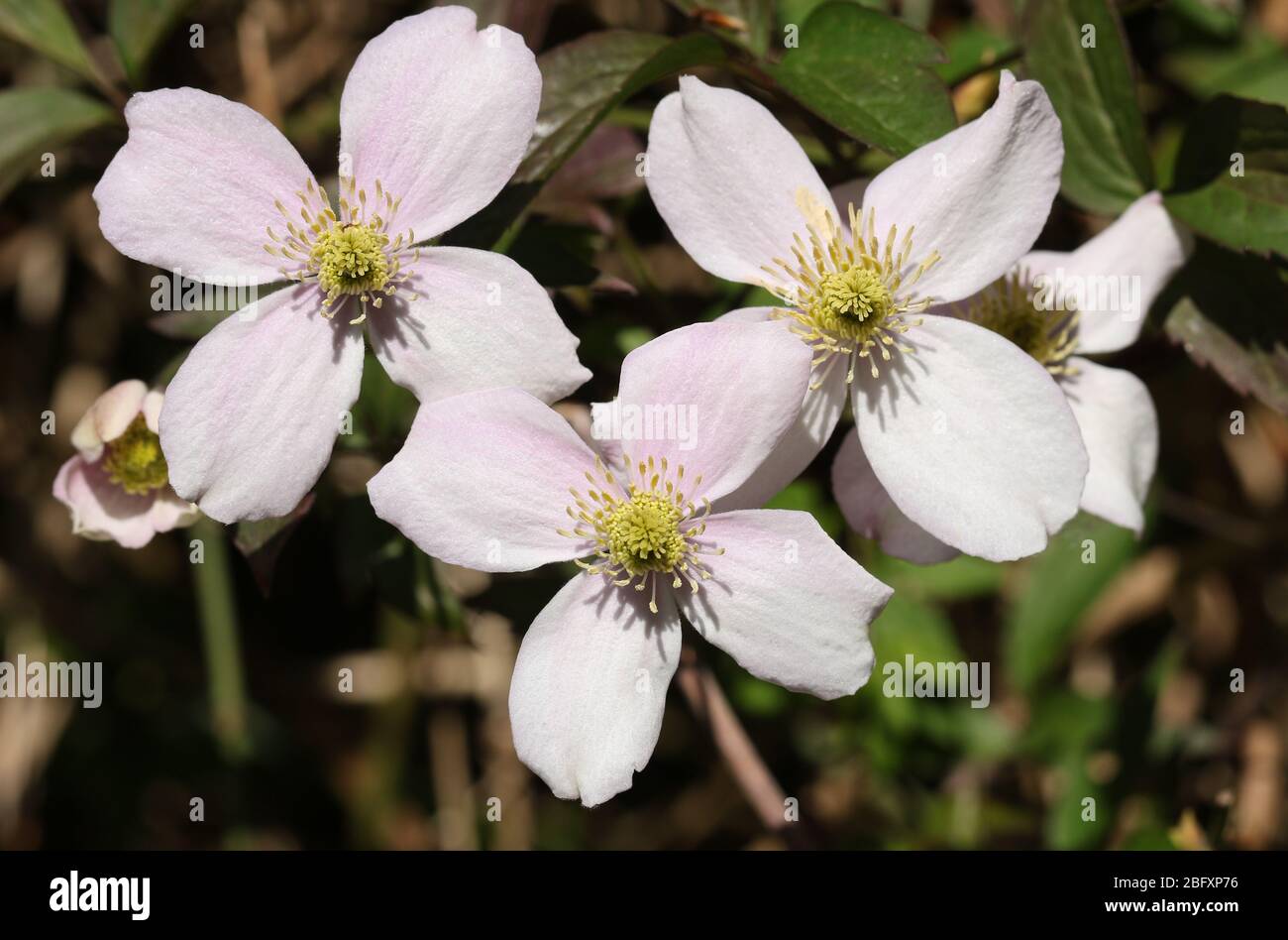 The pretty flowers of a Clematis, montana, plant growing in a garden in ...
