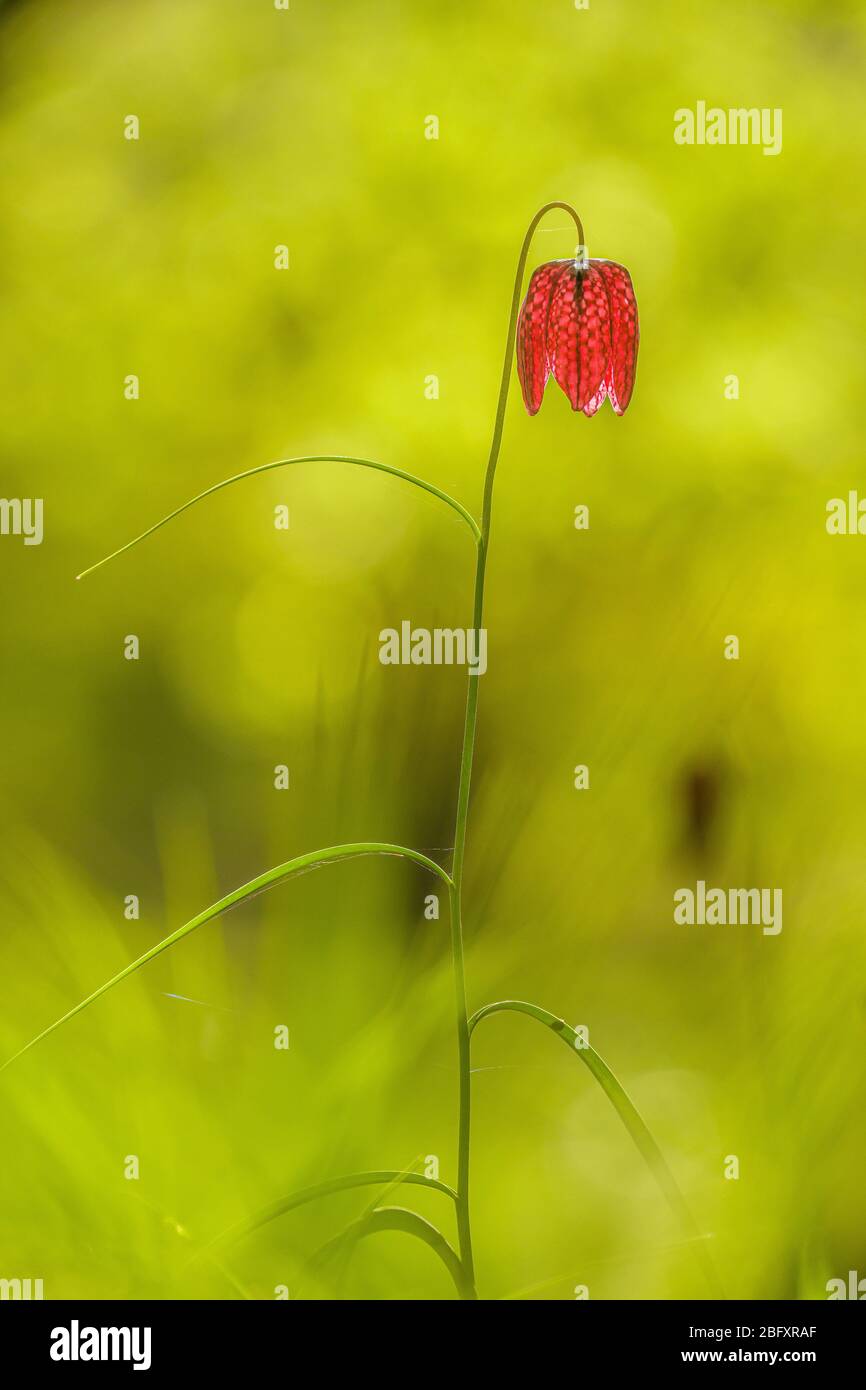 A purple snake's head, chess flower (Fritillaria meleagris) blooming ...