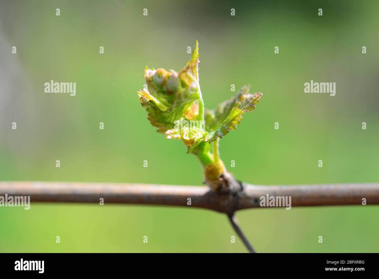 Grape vine bud hi-res stock photography and images - Alamy