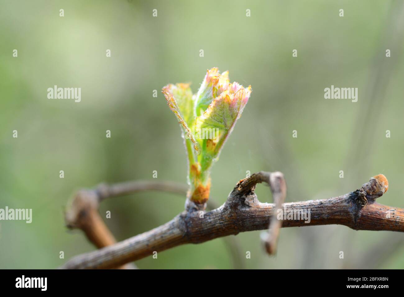 grape vine bud macro Sprout Of Vitis Vinifera Stock Photo - Alamy