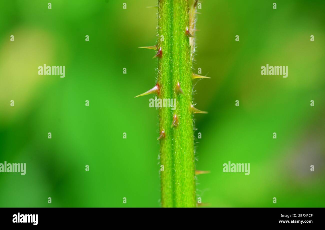 blackberry stem thorns macro detail nature background Stock Photo - Alamy