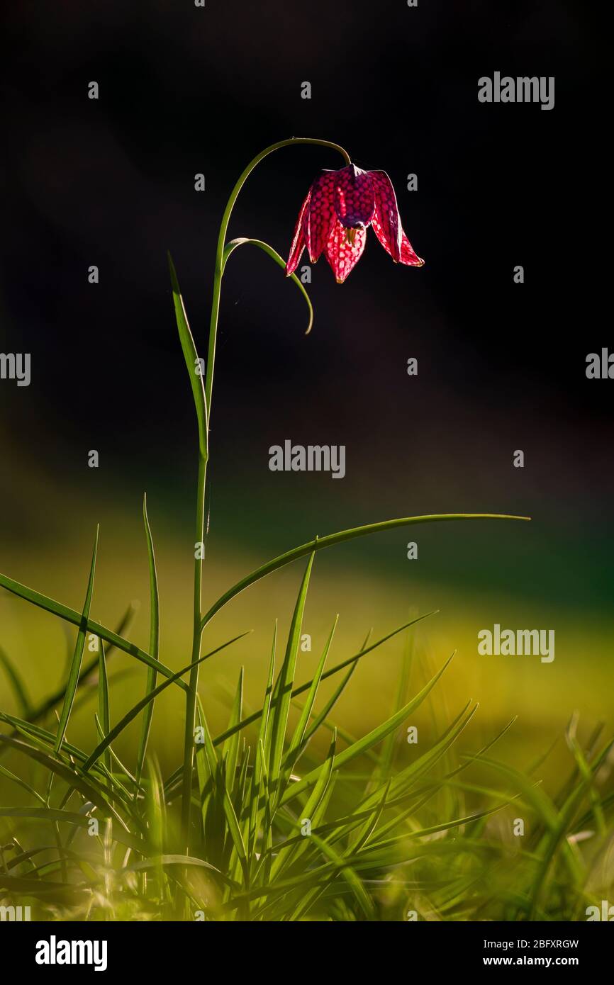 A purple snake's head, chess flower (Fritillaria meleagris) blooming ...