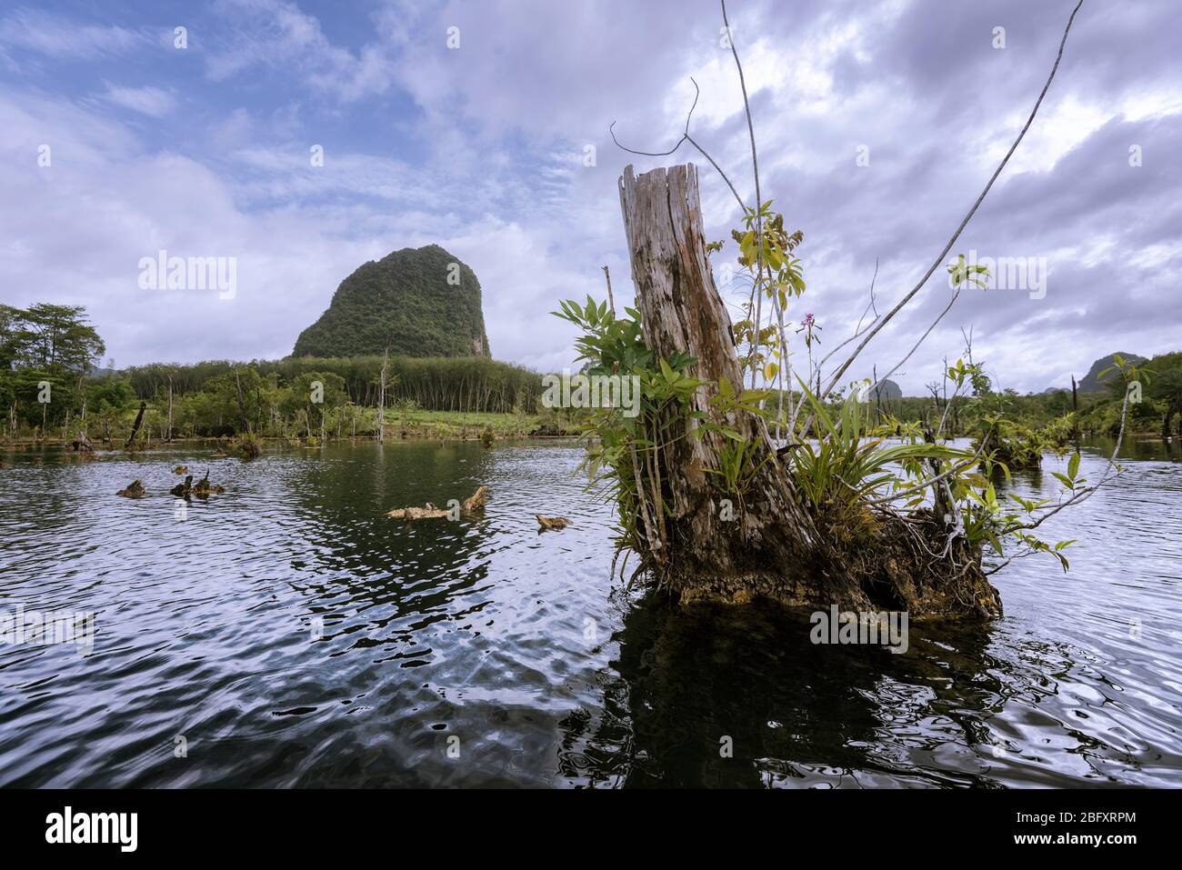 View of the bush in wetlands and reflection in the water Stock Photo ...