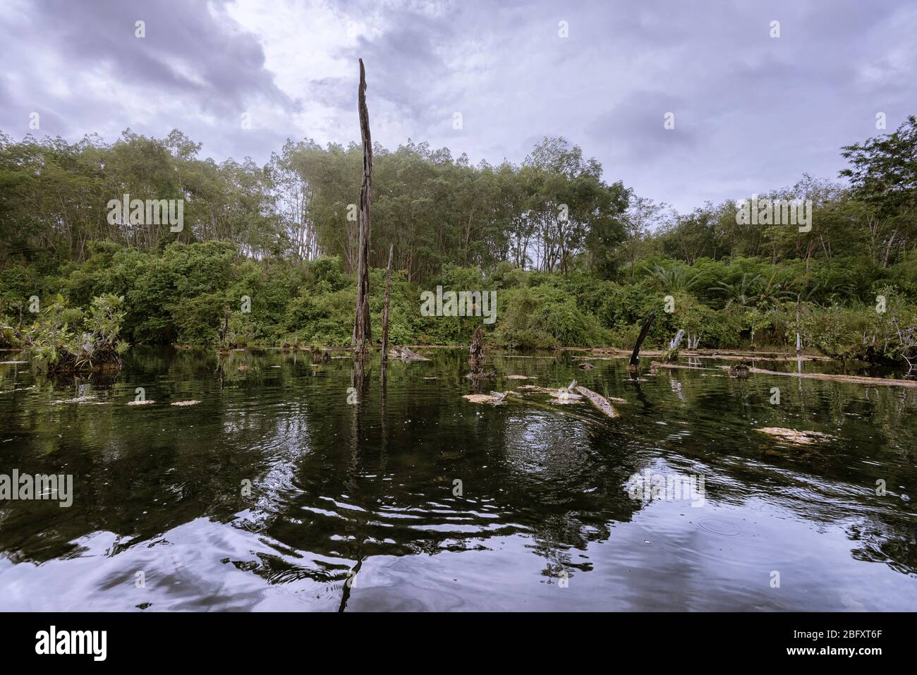 View of the bush in wetlands and reflection in the water Stock Photo ...