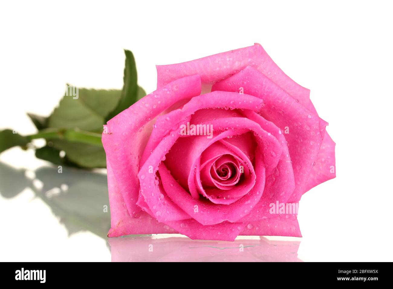 Pink rose with drops isolated on white Stock Photo - Alamy