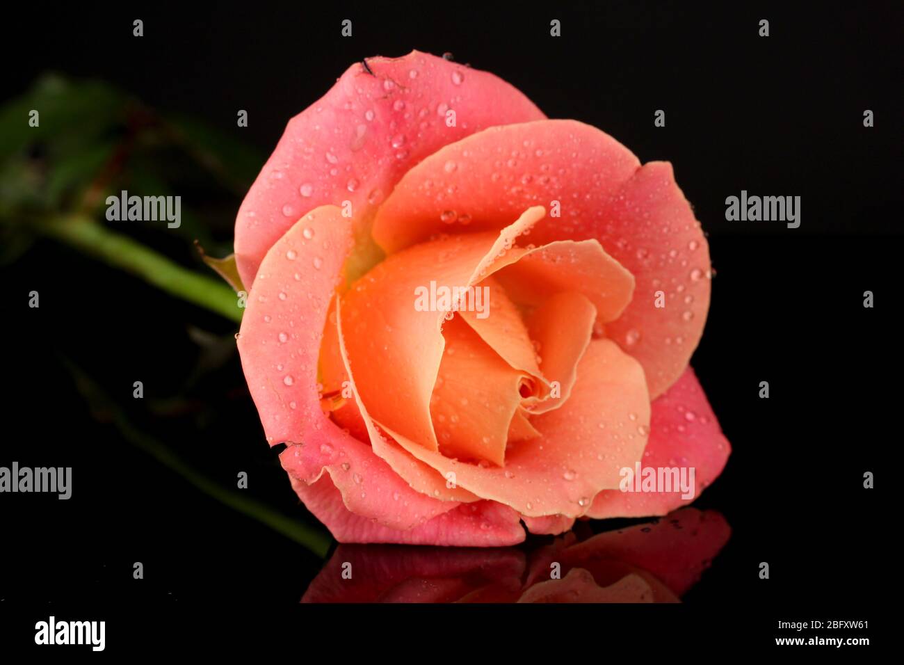 rose with drops isolated on black Stock Photo - Alamy