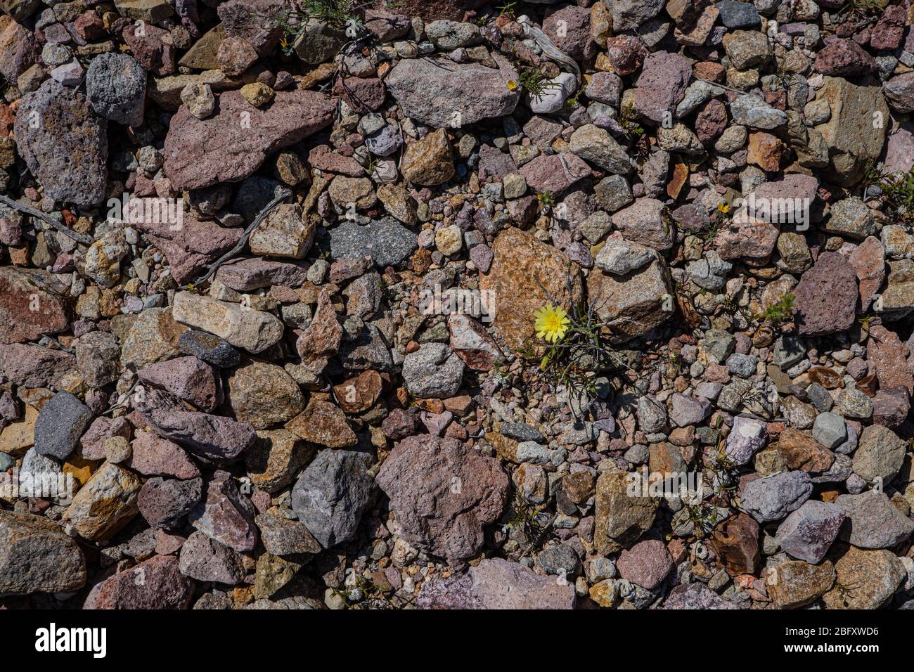 Multi-colored rocks across the sand floor of the Mojave Desert in ...
