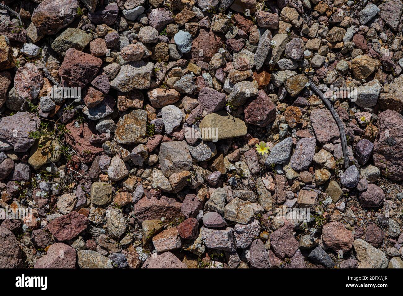 Stones rocks and desert pebbles in the ground of the Mojave Desert ...