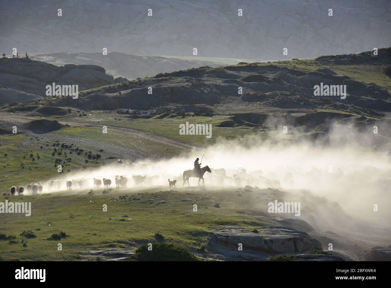 Altay sheep hi-res stock photography and images - Alamy