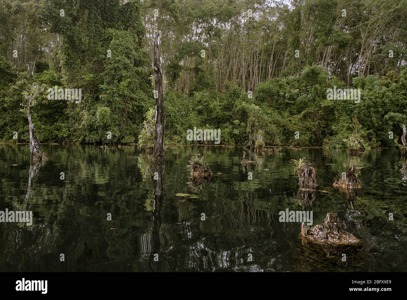 View of the bush in wetlands and reflection in the water Stock Photo ...