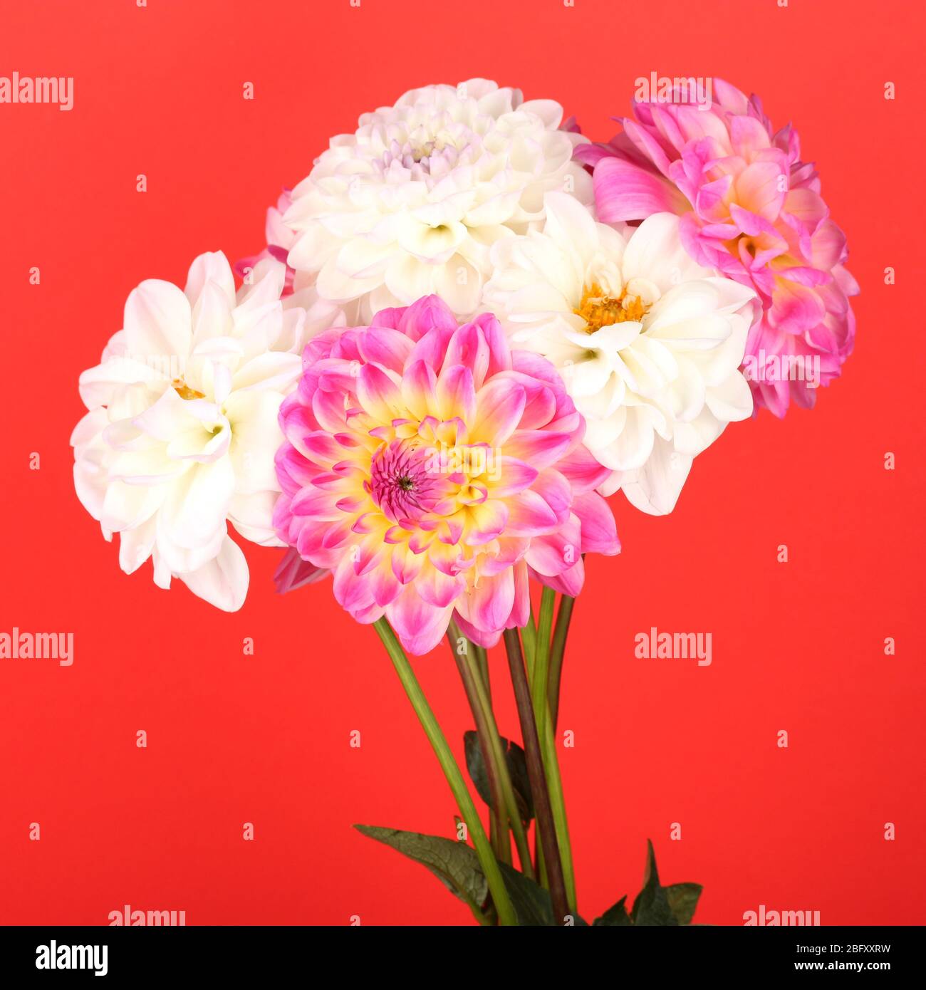 Bouquet of dahilas on the color background Stock Photo - Alamy