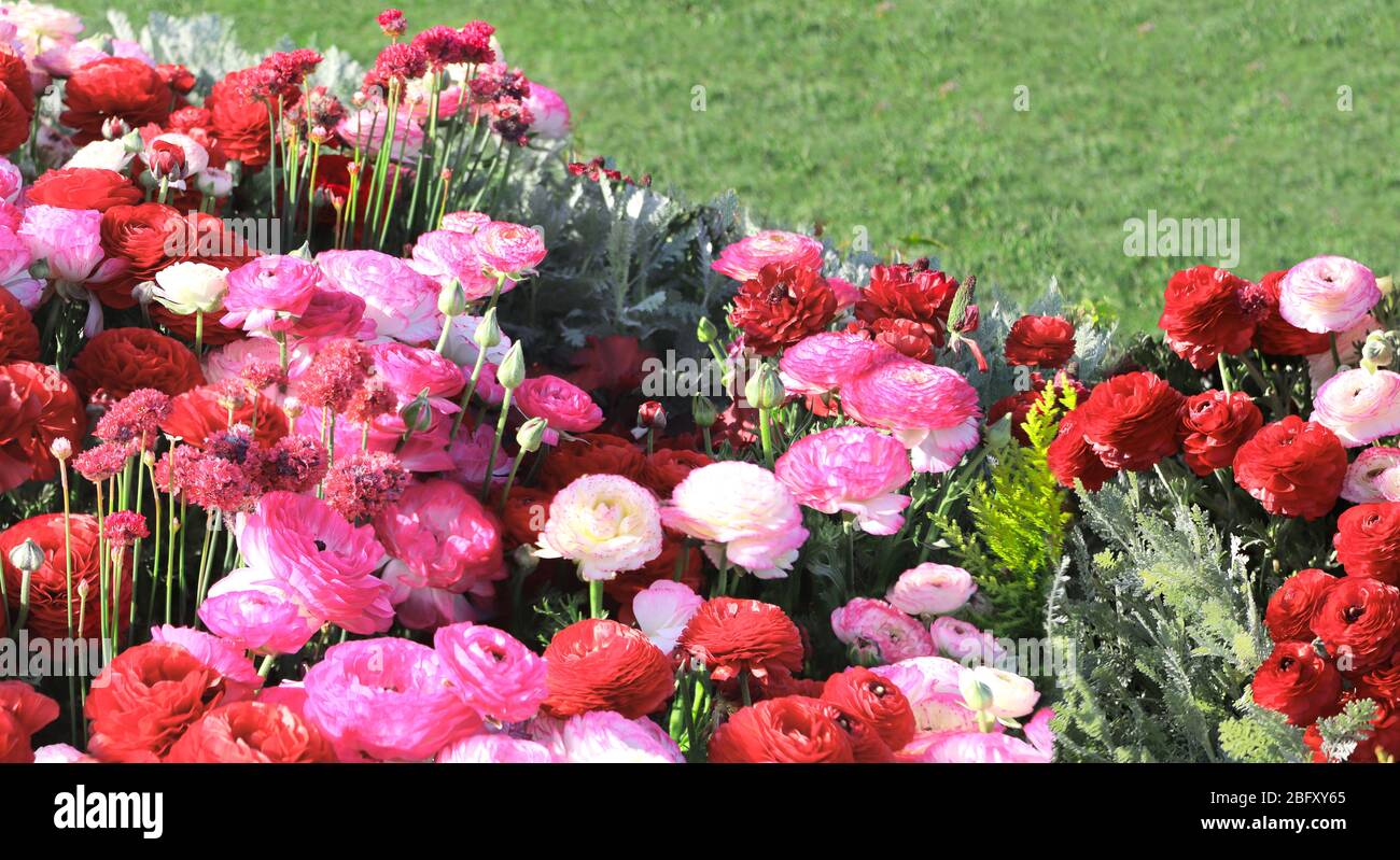 Ranunculus flowers (Ranunculus asiaticus) on flowerbed in Yamashita ...