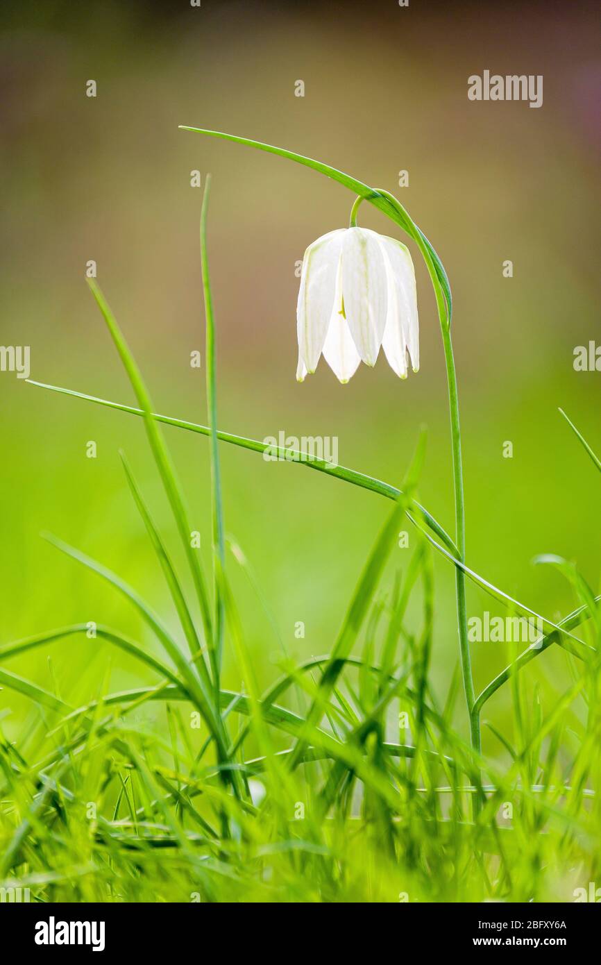 A white snake's head, chess flower (Fritillaria meleagris) blooming ...
