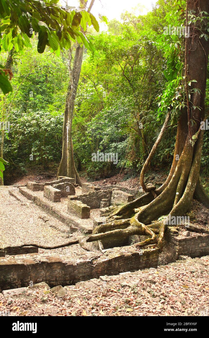 Giant tree in ruins of Palenque, pre-Columbian Maya civilization ...