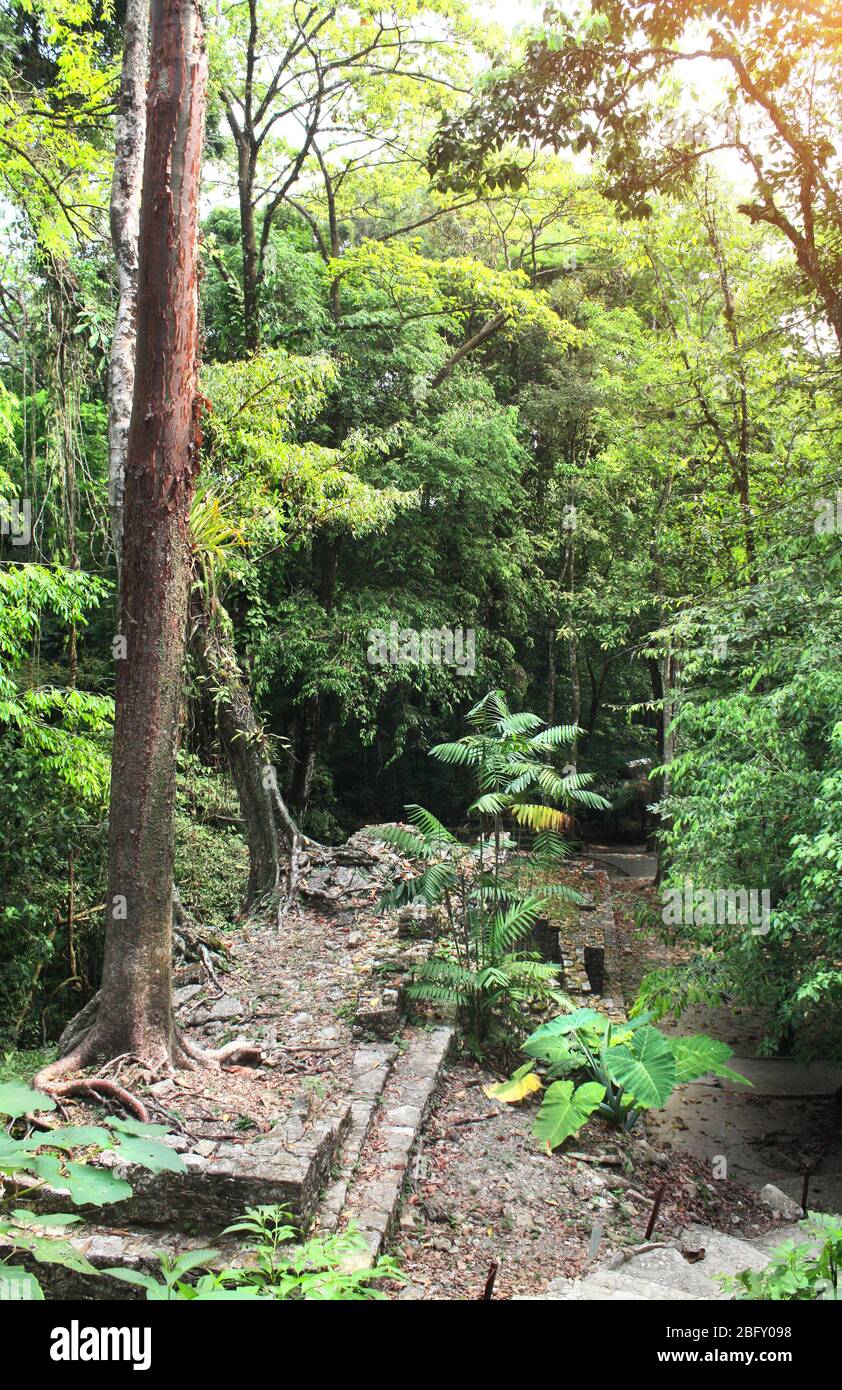 Giant tree in ruins of Palenque, pre-Columbian Maya civilization ...