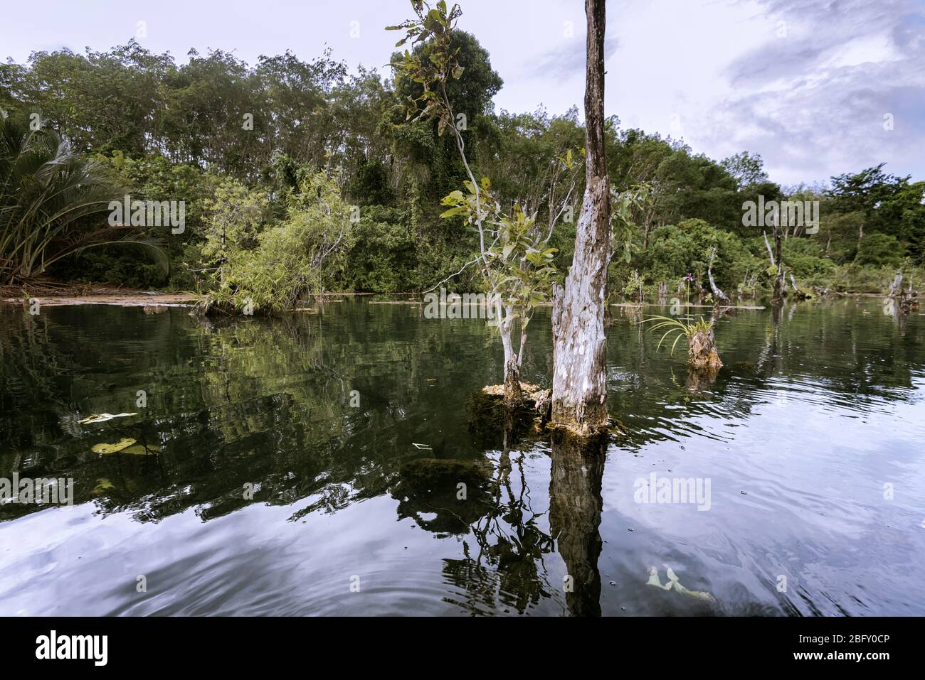 View of the bush in wetlands and reflection in the water Stock Photo ...