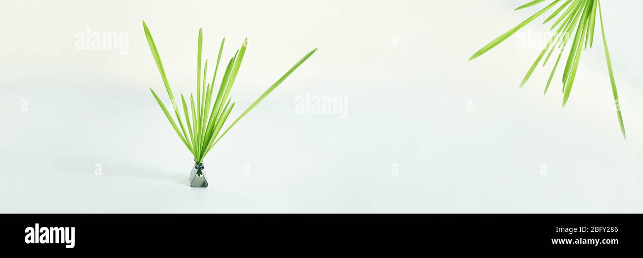 Green grass bush. Grey background Stock Photo - Alamy