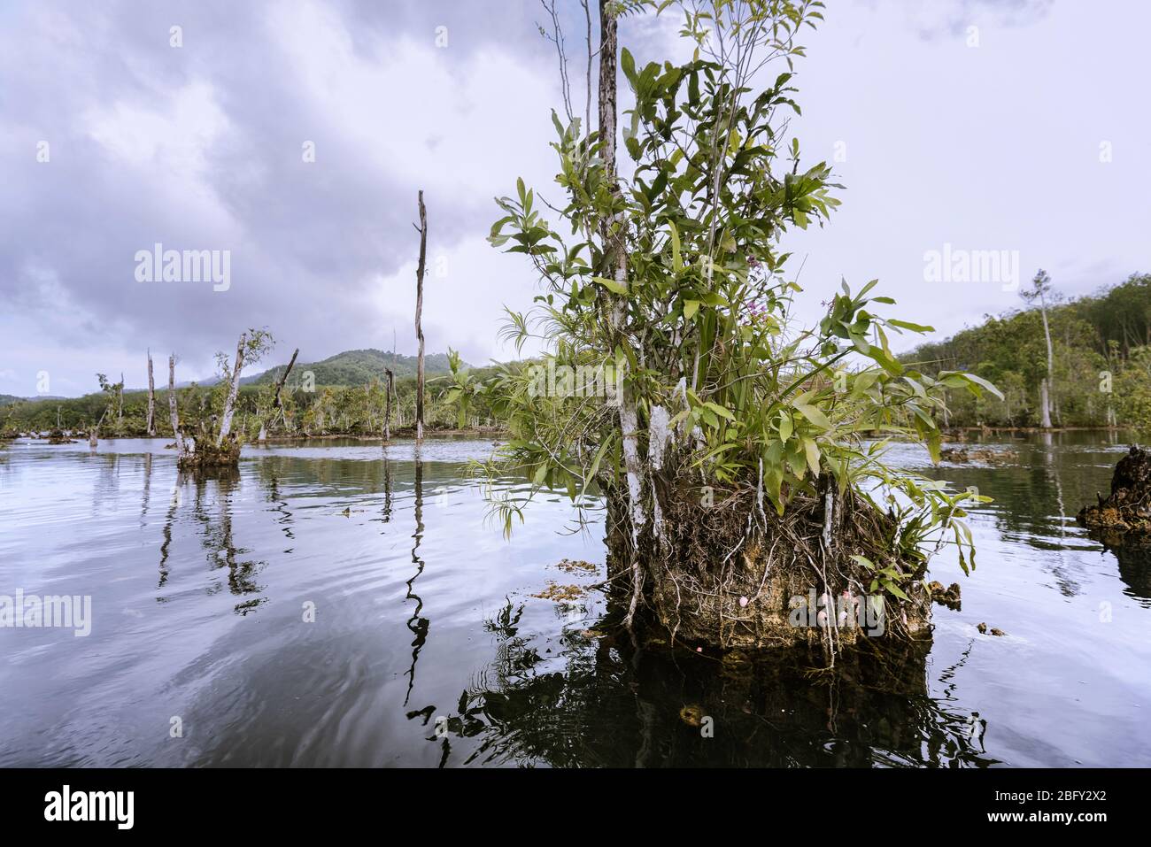 View of the bush in wetlands and reflection in the water Stock Photo ...