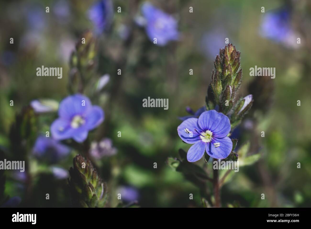 Close up Beautiful plant leaf flowers on a grass background texture ...