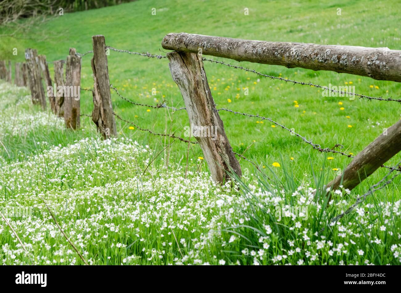 Barbed Wire With Plants High Resolution Stock Photography and Images ...