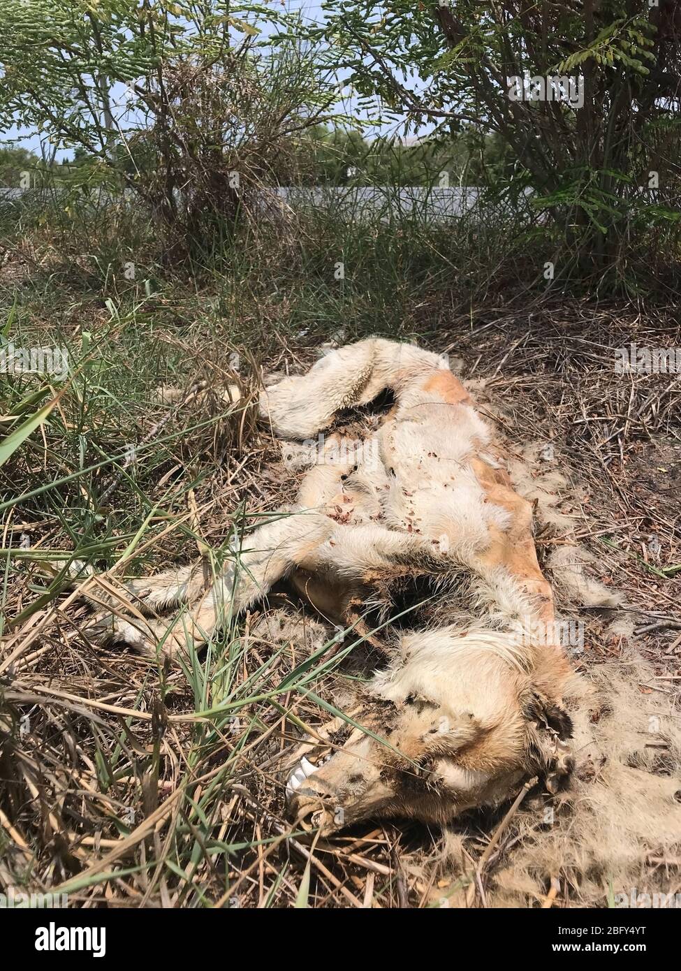 Dog corpse hi-res stock photography and images - Alamy