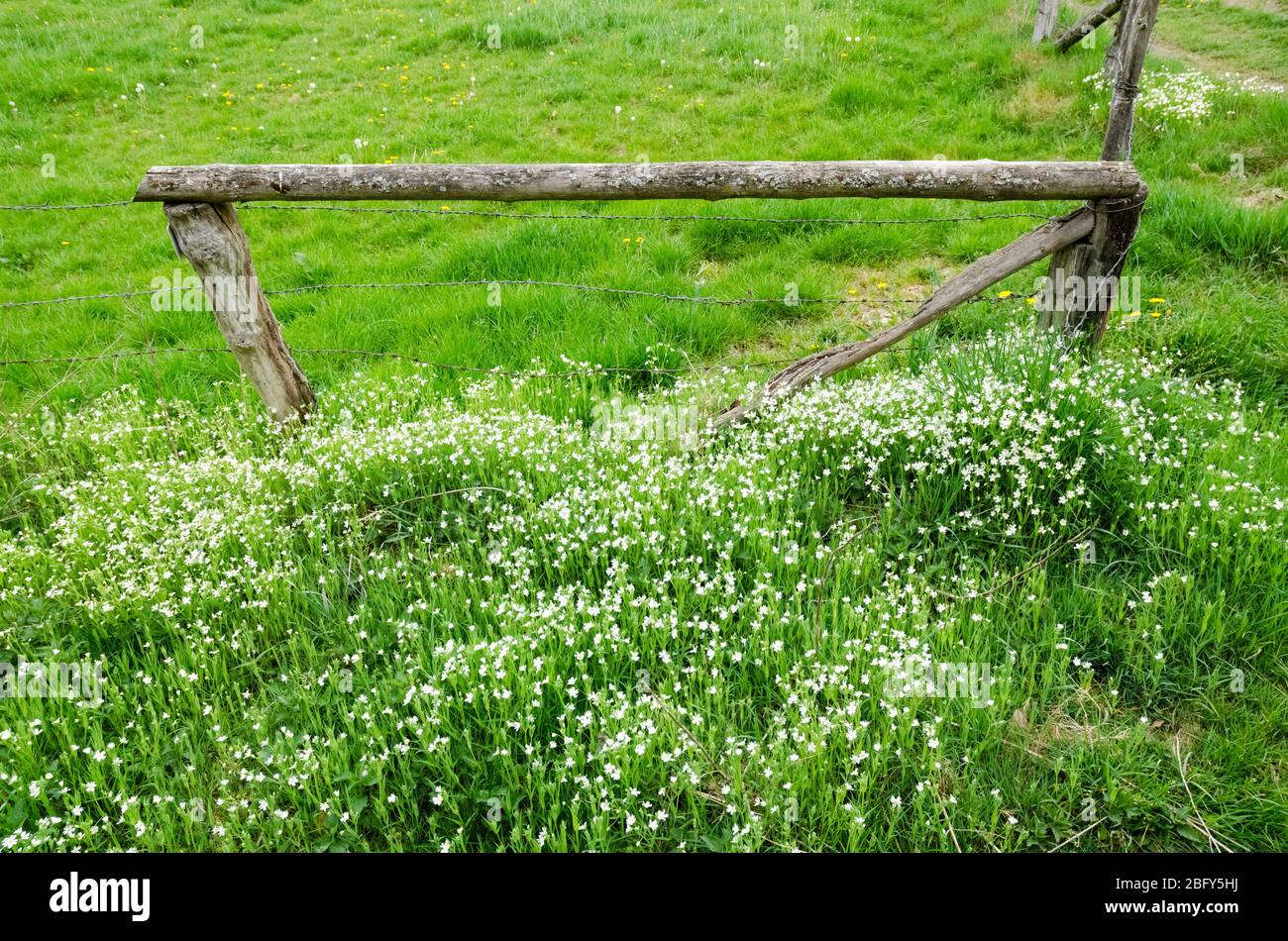 Barbed wire with plants hi-res stock photography and images - Alamy