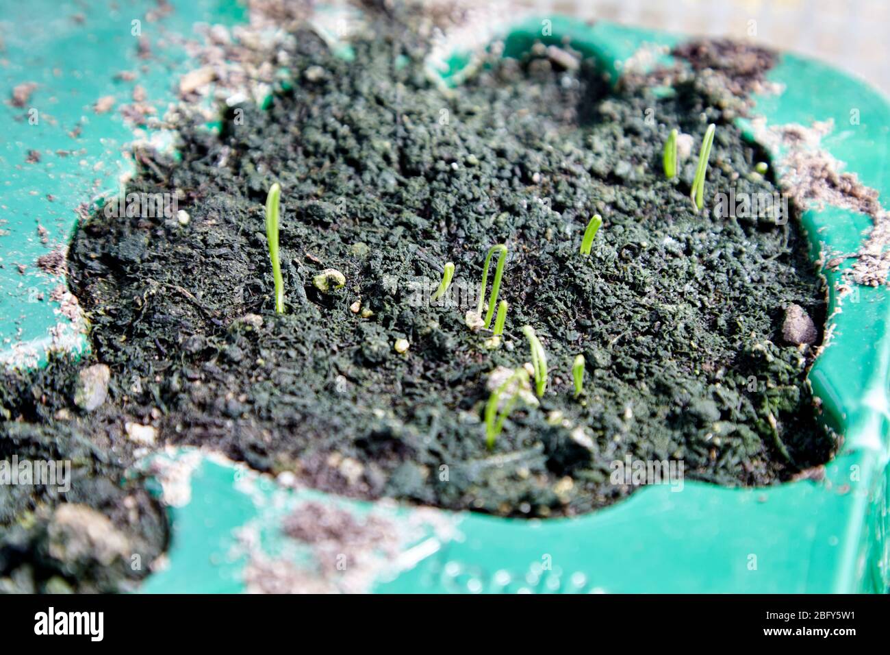 Spring plants containers hi-res stock photography and images - Alamy