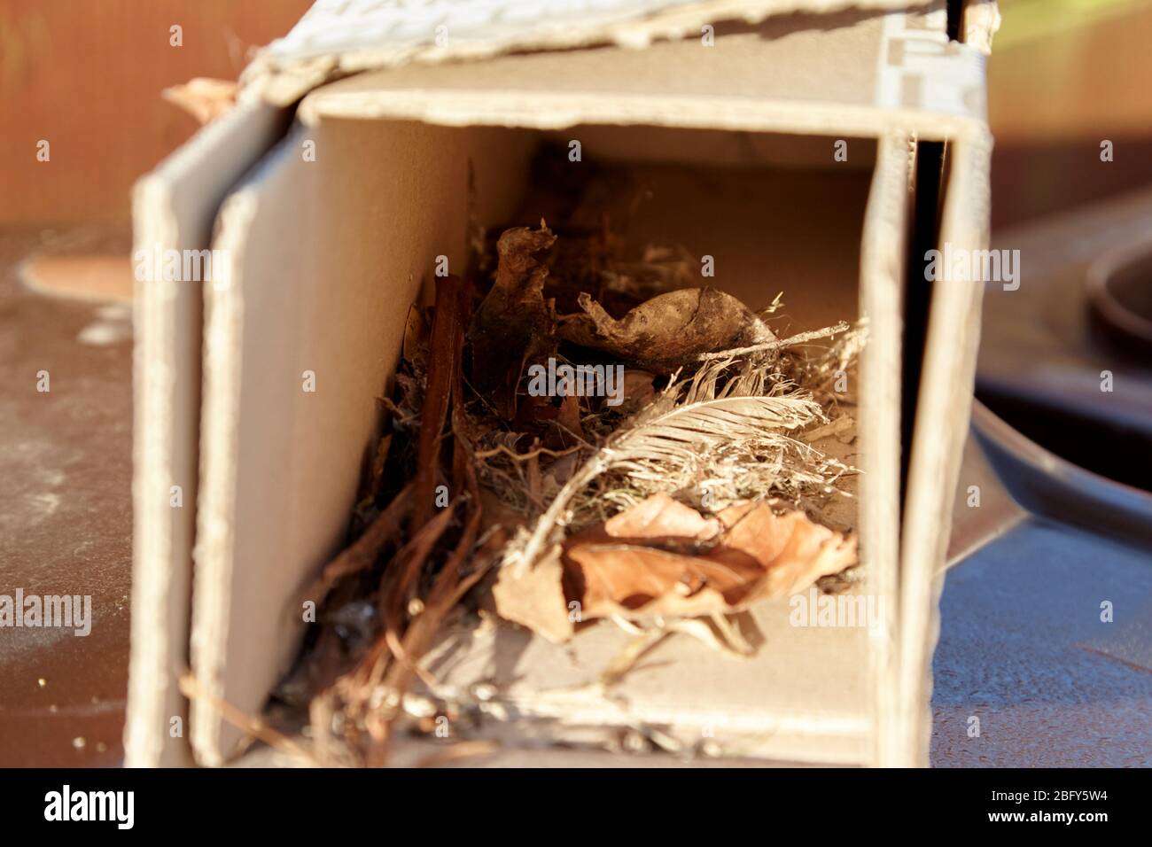 Nesting box uk robin hi-res stock photography and images - Alamy