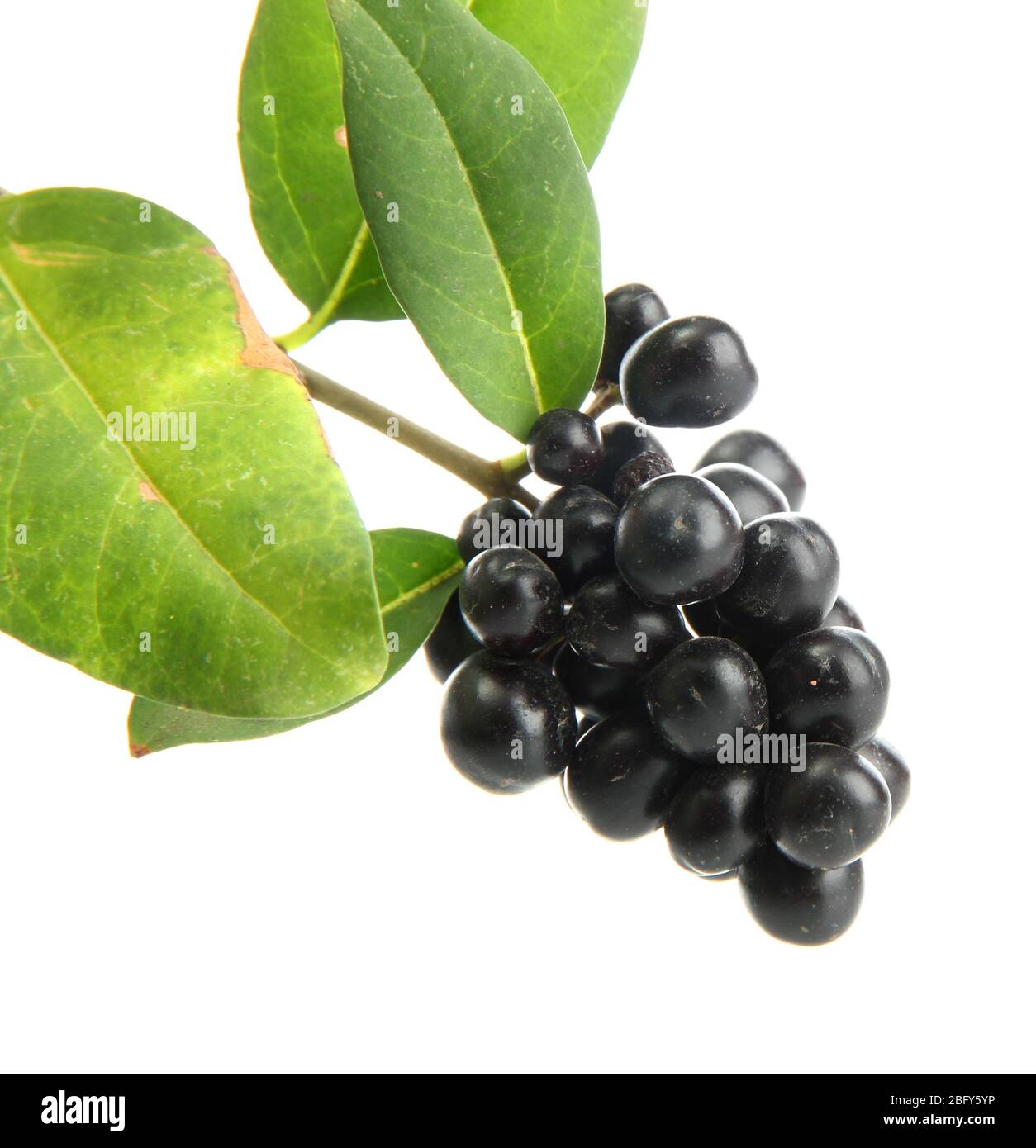 wild black berries with leaves, isolated on white Stock Photo - Alamy