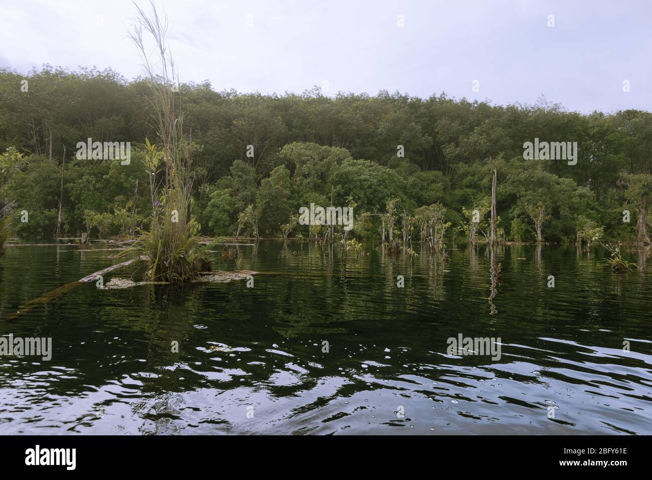 View of the bush in wetlands and reflection in the water Stock Photo ...