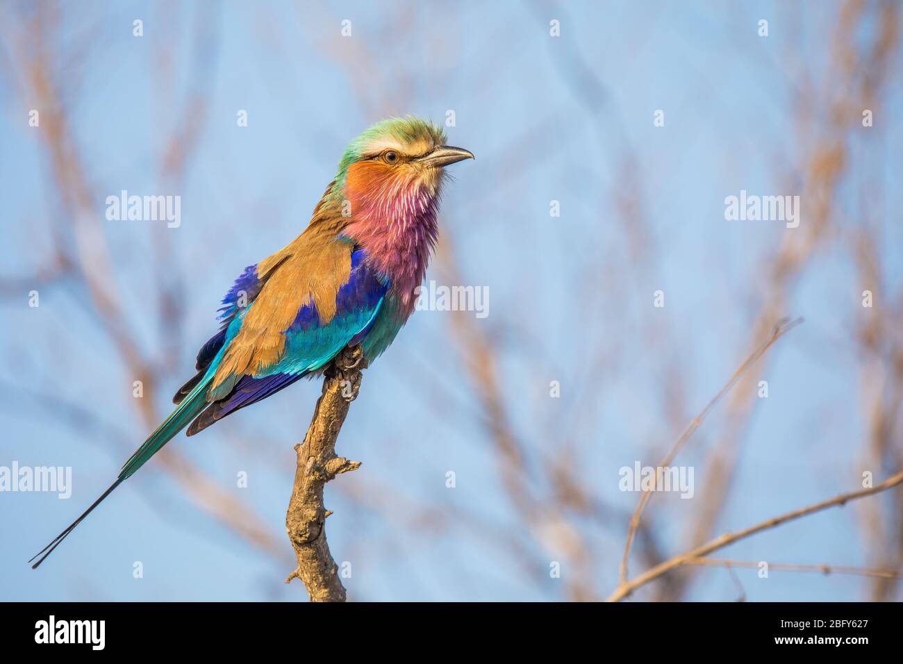 Coraciiformes Coracias lilac-breasted roller Coracias caudatus Stock ...