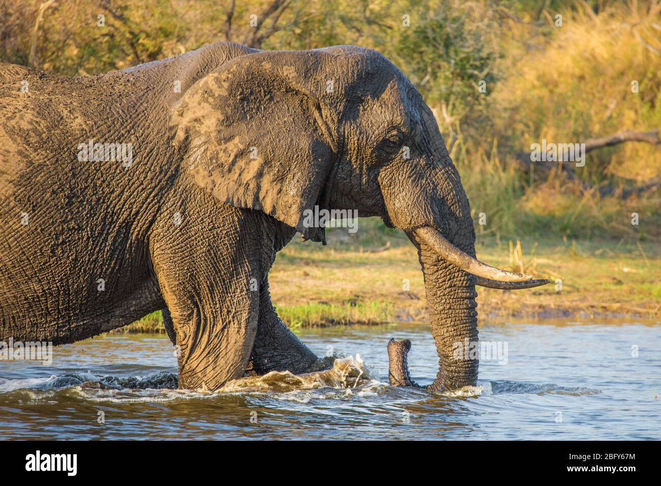 Elefant pachyderm Africa Stock Photo - Alamy