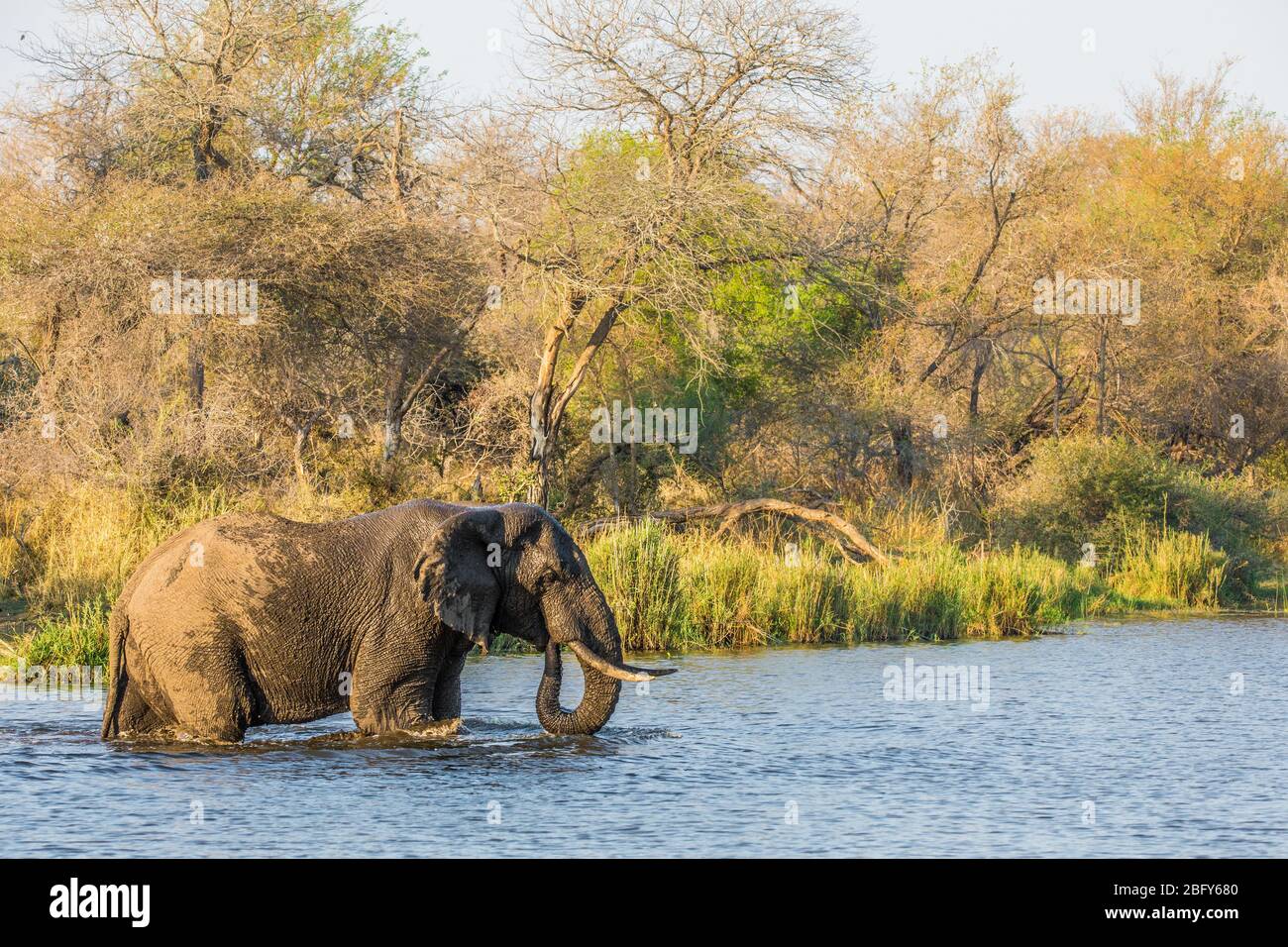 Elefant pachyderm Africa Stock Photo - Alamy