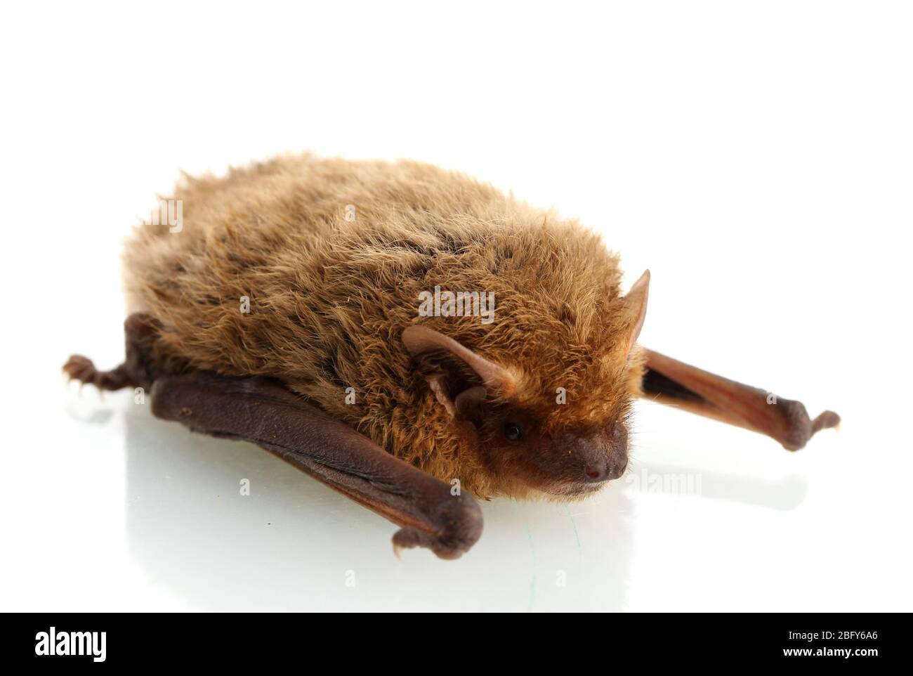 small bat, isolated on white Stock Photo - Alamy