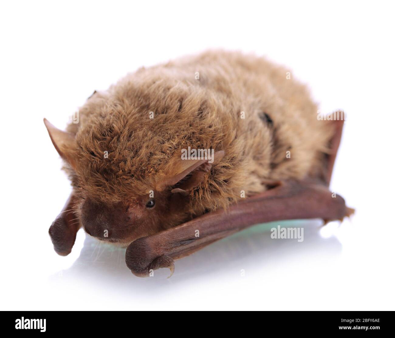 small bat, isolated on white Stock Photo - Alamy