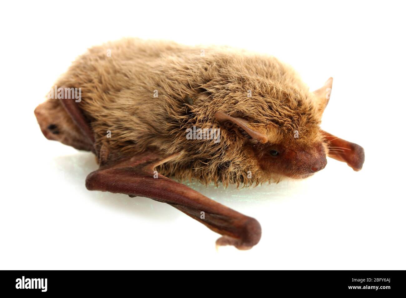Very small bat Cut Out Stock Images & Pictures - Alamy