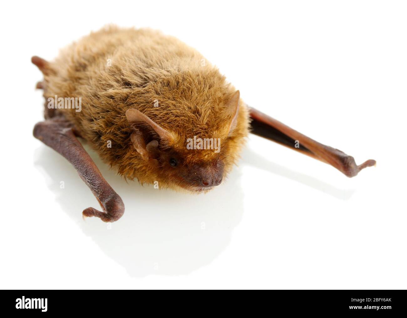 Very small bat Cut Out Stock Images & Pictures - Alamy