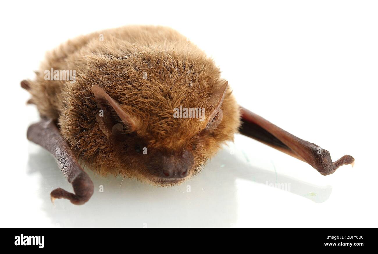 small bat, isolated on white Stock Photo - Alamy