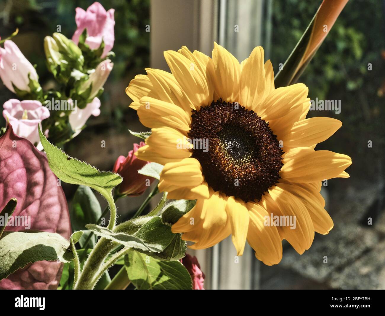 Yellow sunflower in front of a window with refelctions, various other ...