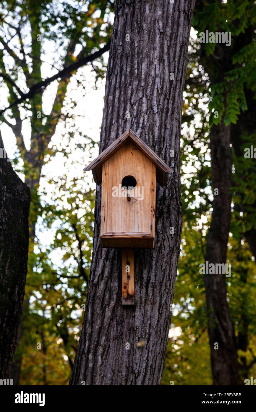 Birdhouse on a tree in the forest Stock Photo - Alamy