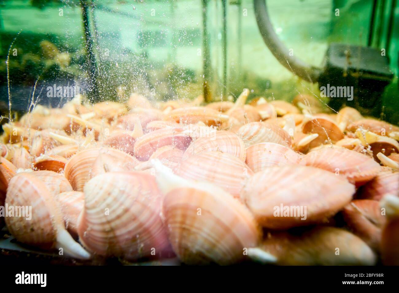 Live clams are in aquarium, tank at traditional seafood restaurant for ...